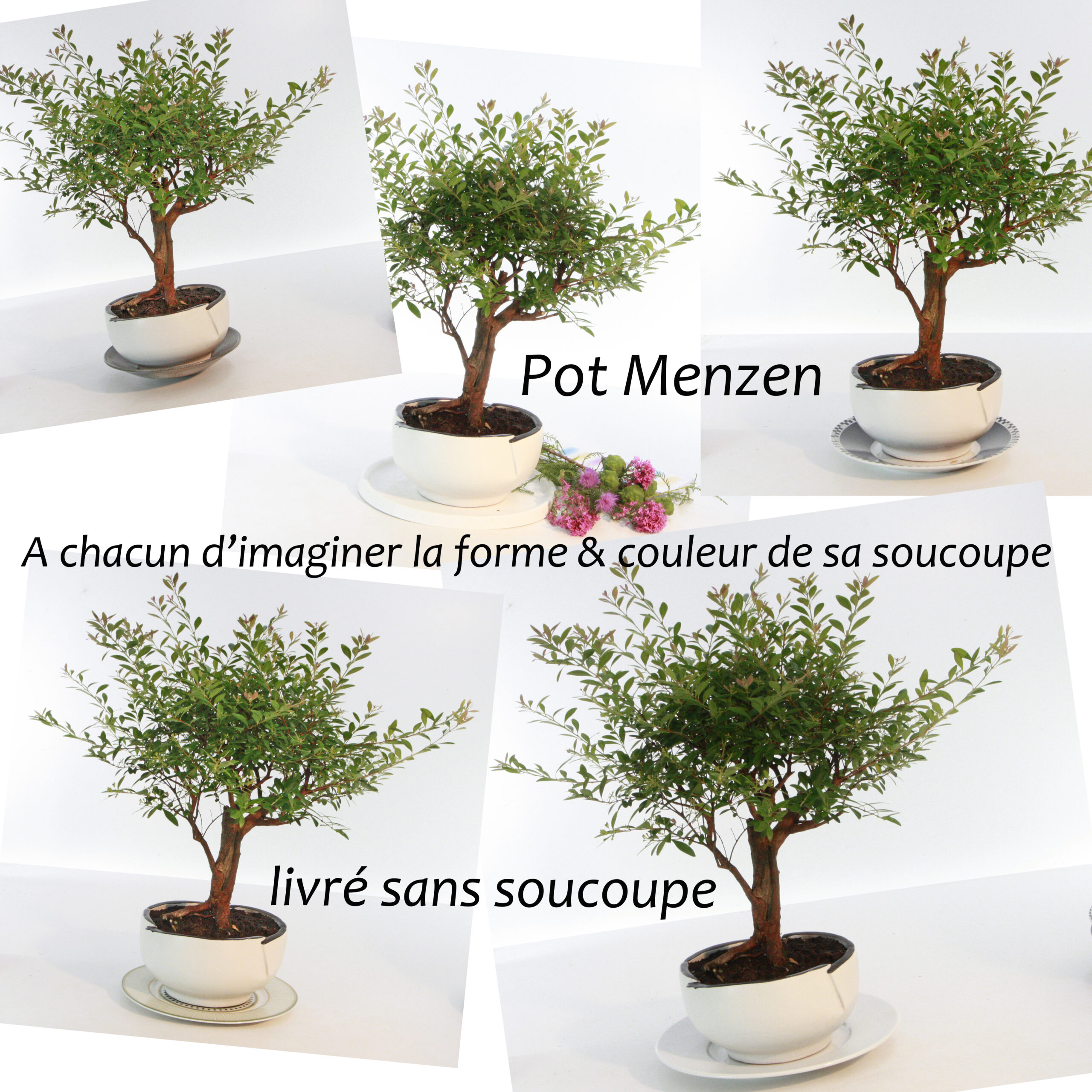 pot Menzen – Bonsaï Oki